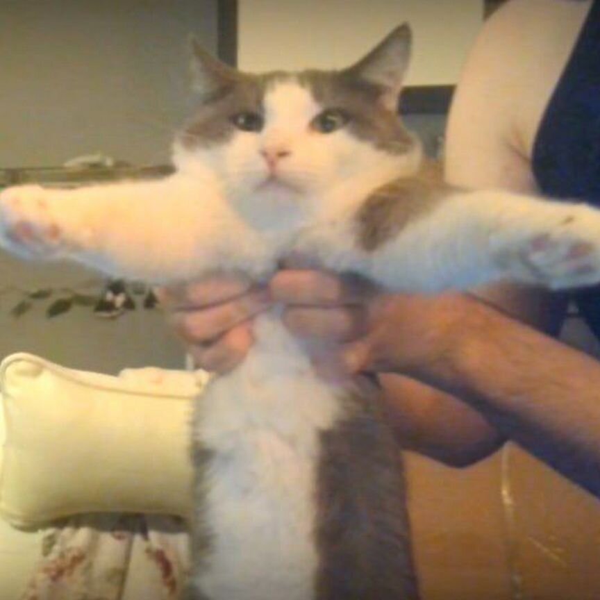 Добрый кот ищет семью