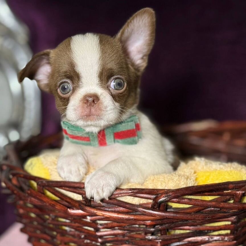 Чихуахуа, щенок