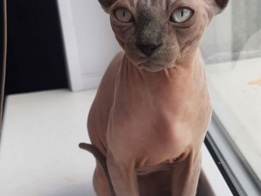 Канадский сфинкс. Котики 4мес