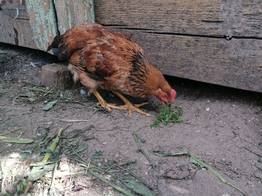 Петушки кучинские