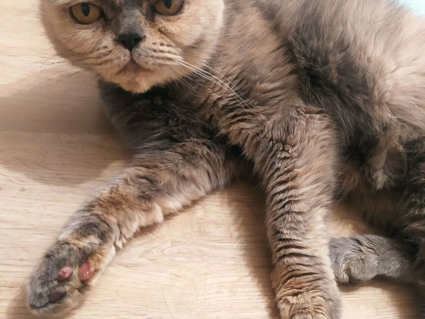 Шотландская кошка