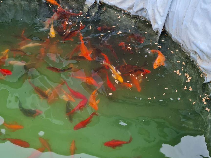 Кои, комета