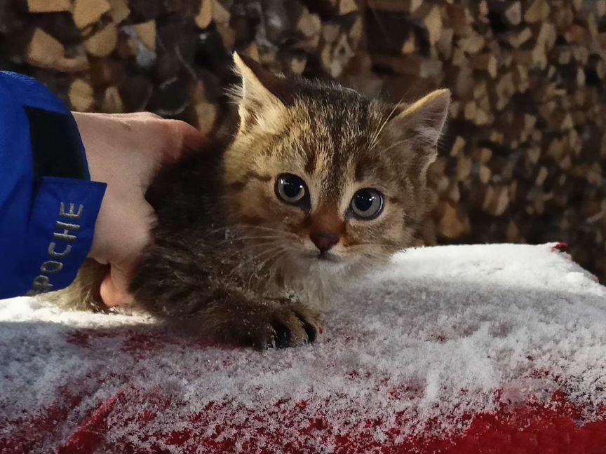 Котята крысоловки в Шербакуле