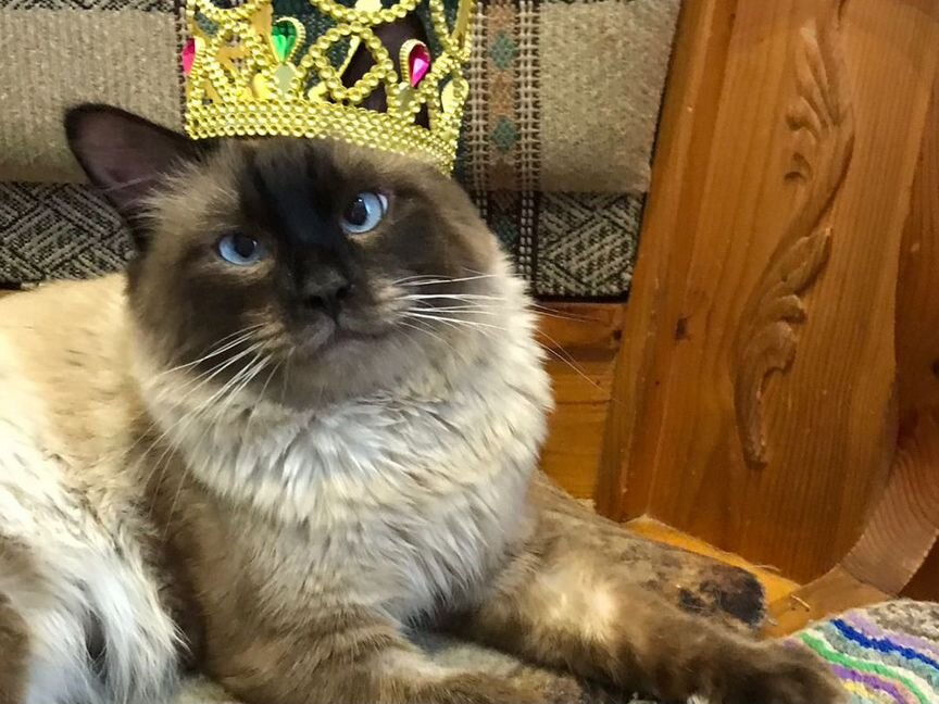 Кошки