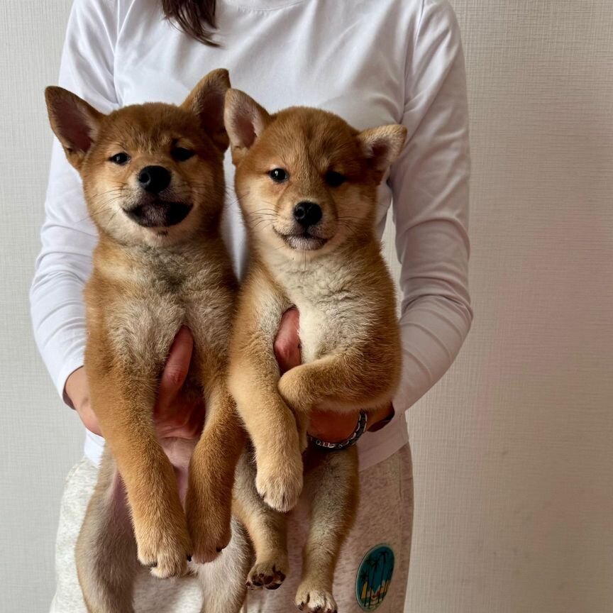 Щенки Сиба ину