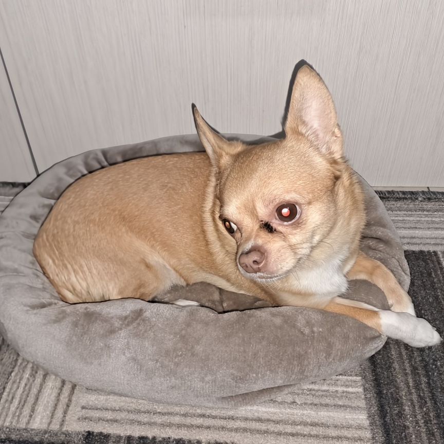 Чихуахуа, взрослый пёс