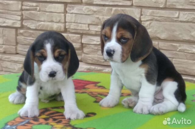 Бигль. Малыши