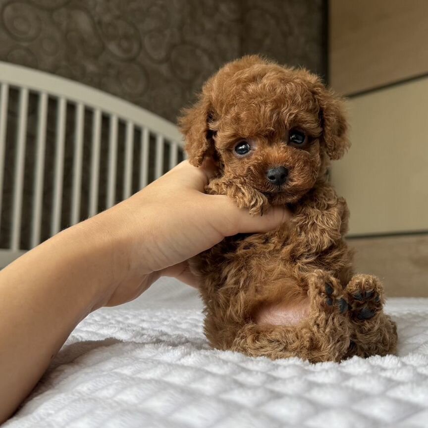 Той-пудель, щенок