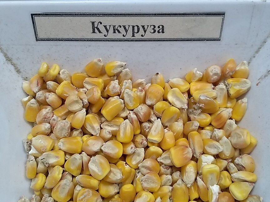 Кукуруза