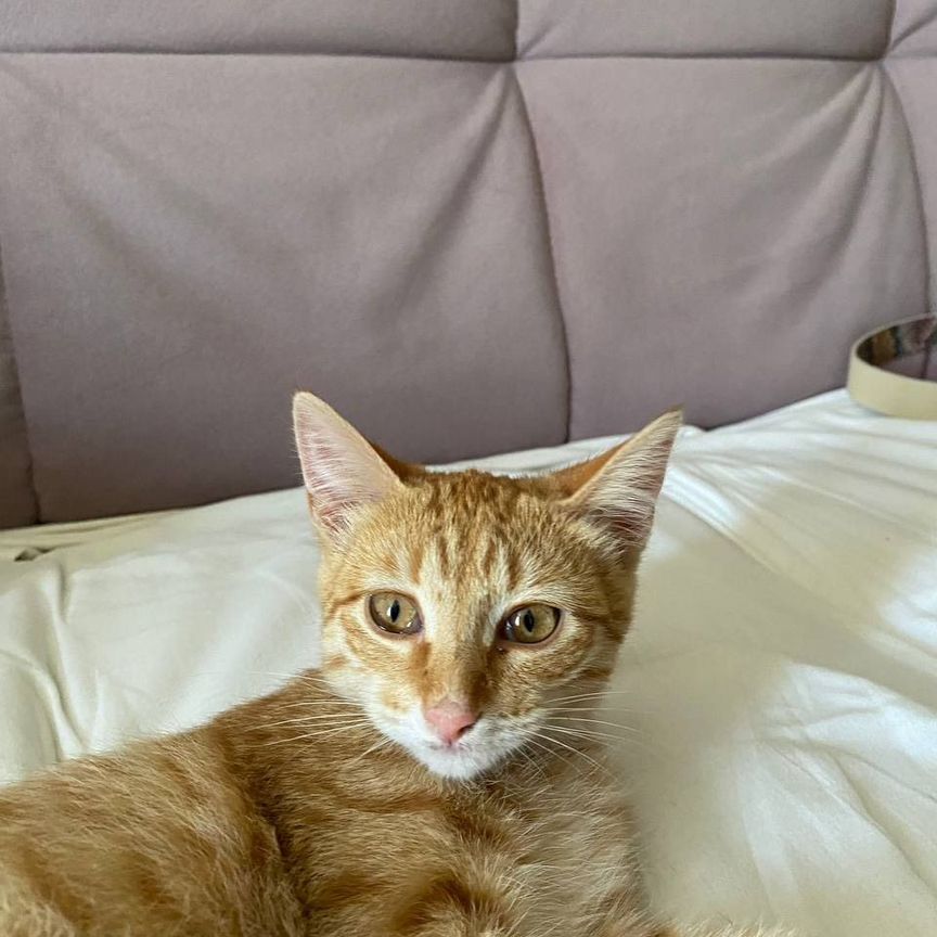 Отдам в хорошие руки котенка