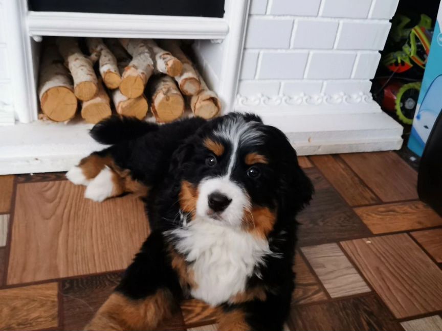 Бернский зенненхунд