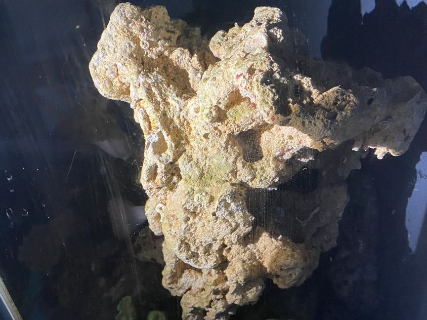 Коралл балянус для морского аквариума