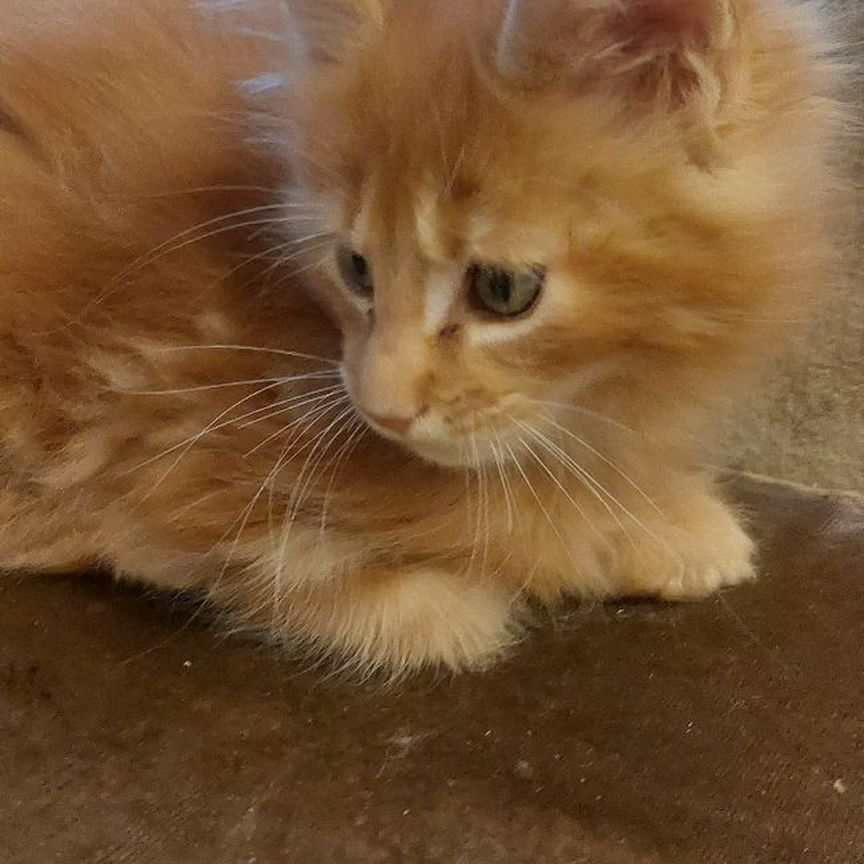 Мейн-кун котёнок