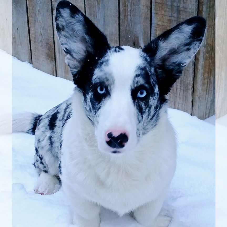 Вельш Корги Кардиган, щенок