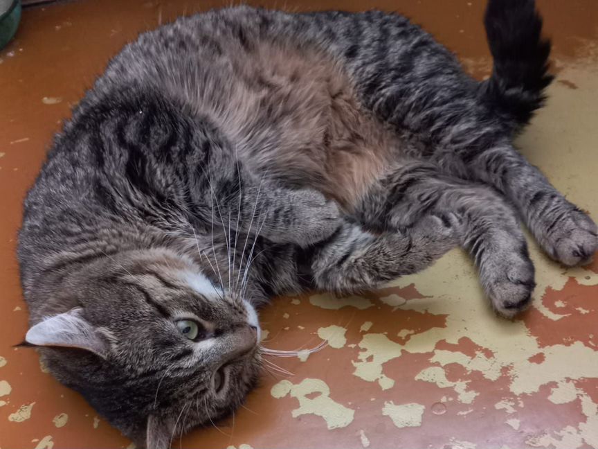 Ласковый кот в добрые руки, бесплатно