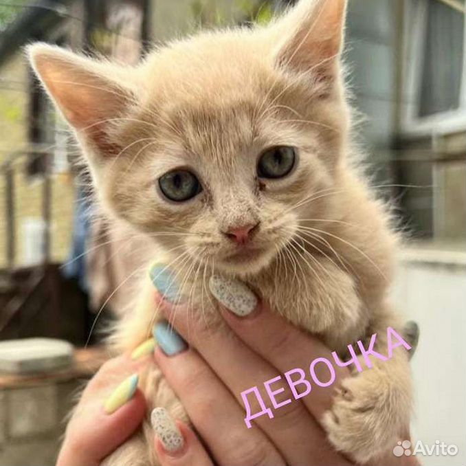 Очаровашки в добрые ручки