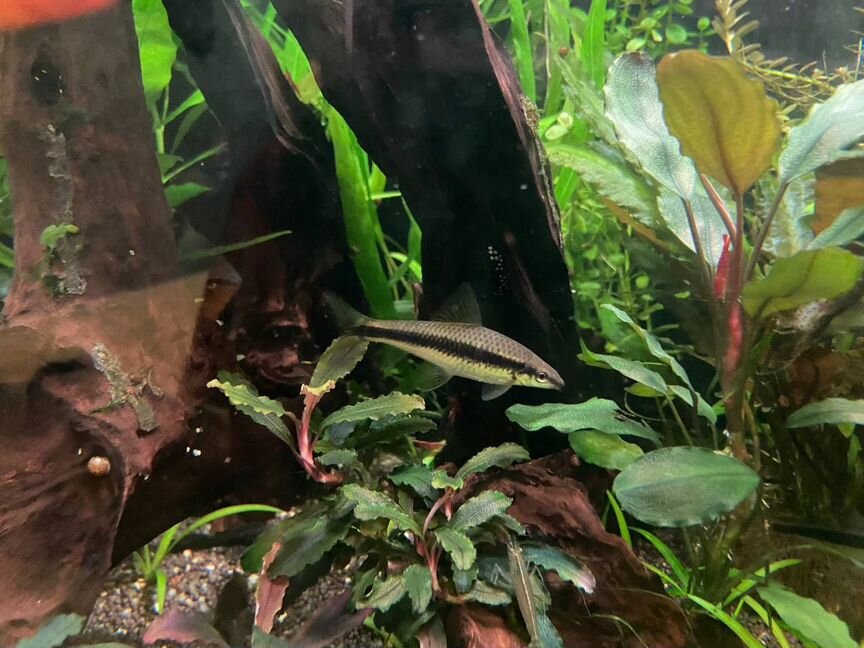 Данио, сиамский водорослеед, лисичка