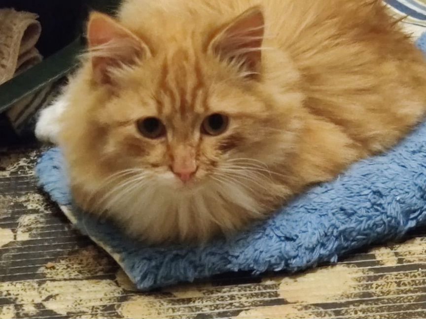 Котенок