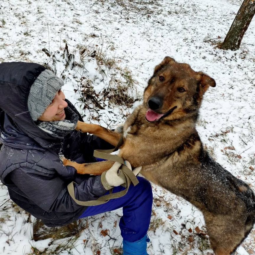 Молодой пес Пряник мечтает найти своего Человека