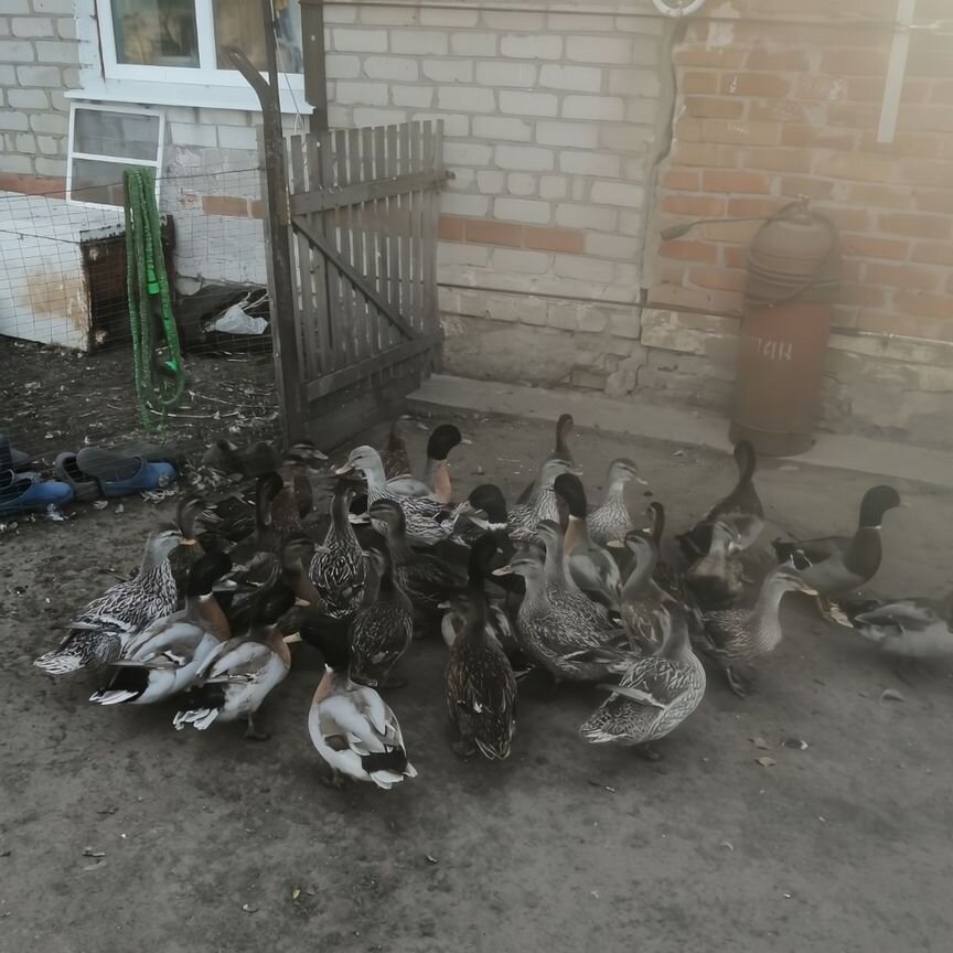 Подсадные утки