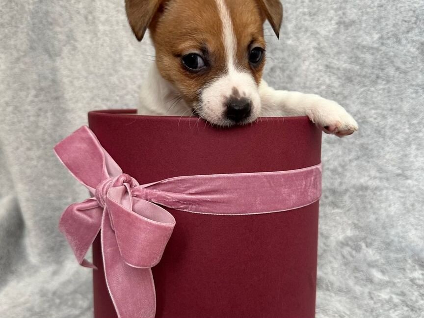 Миниатюрная малышка джек