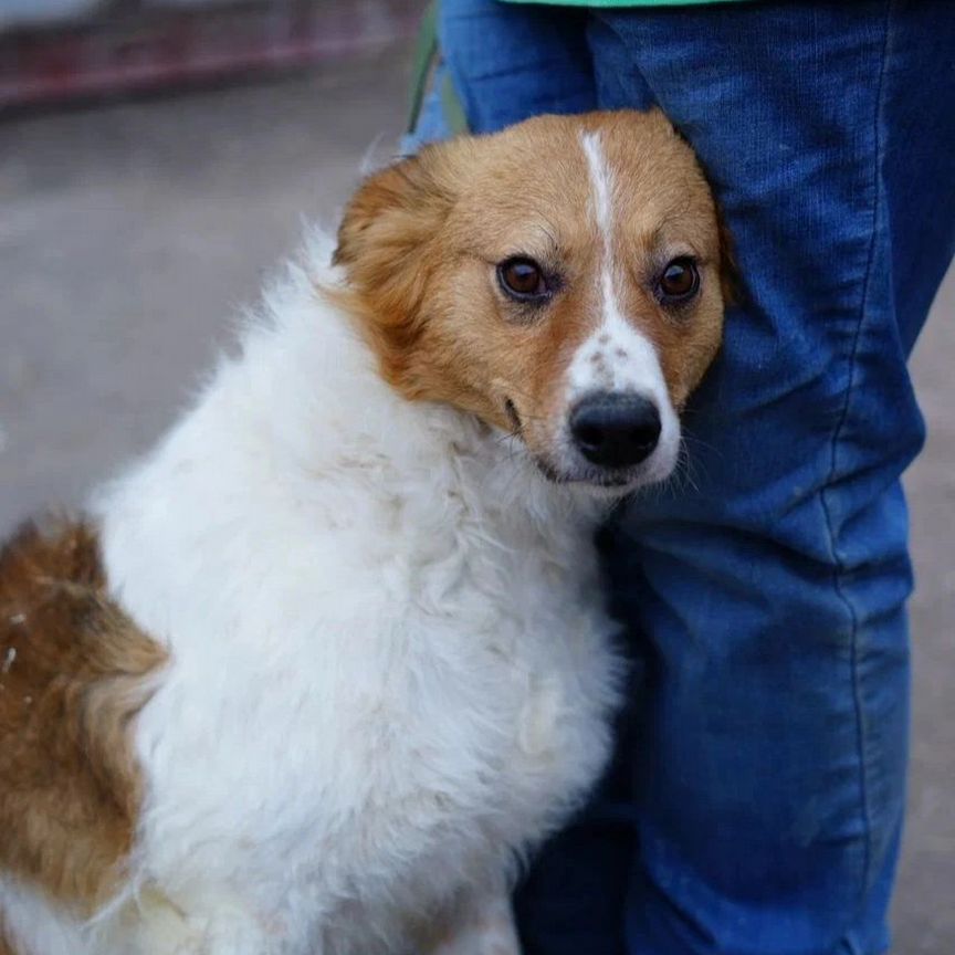 Собака Глаша в хорошую семью бесплатно