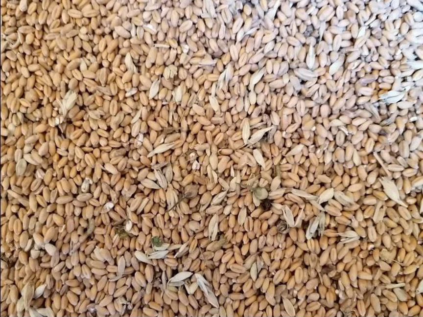 Ячменная зерносмесь