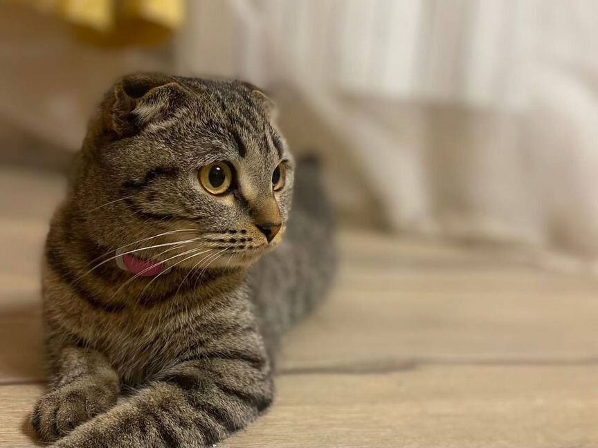 Кошка в добрые руки вислоухая