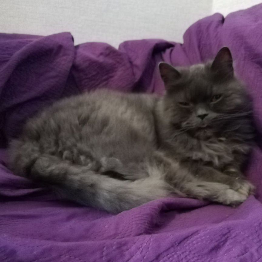 Кот в добрые руки