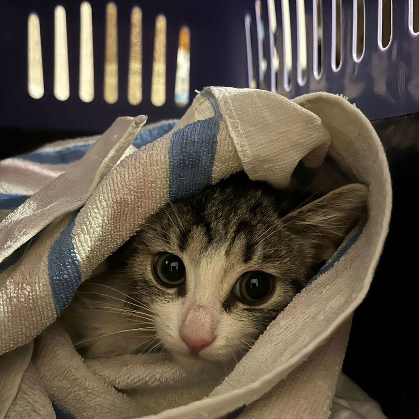 Котята