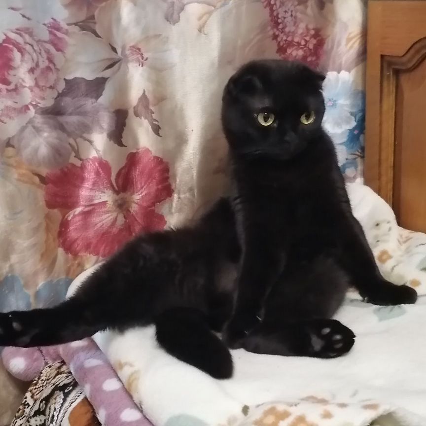 Шотландская вислоухая короткошёрстная, взрослая кошка