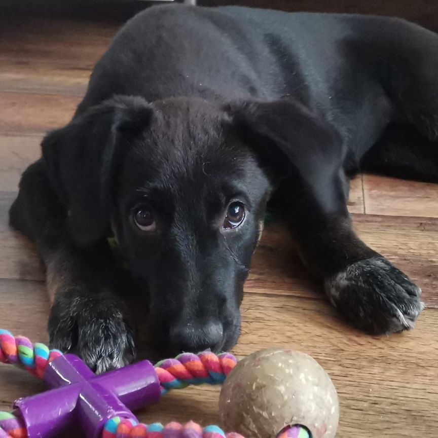 Собака в добрые руки