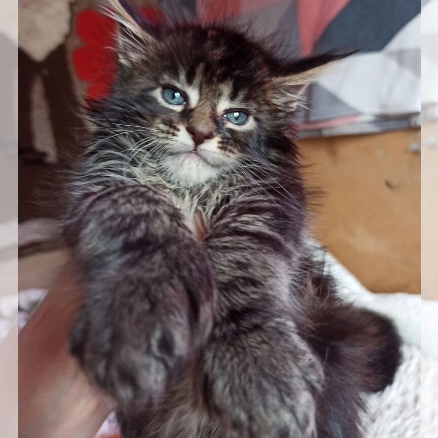 Котик. Мейн-кун. Полидакт