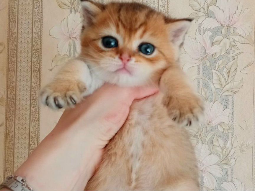 Шотландские золотые милашки скоттиш страйт