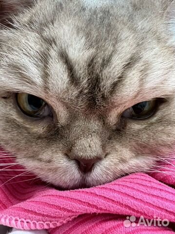 Британец вонючий