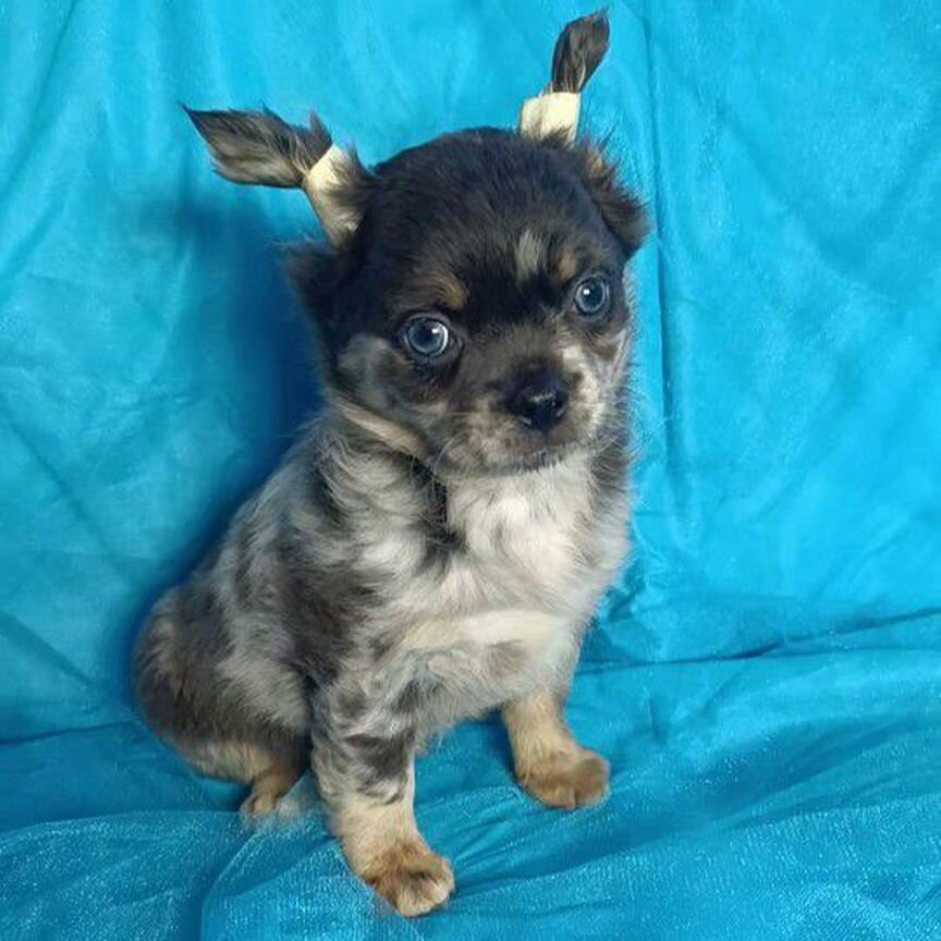 Чихуахуа девочка мраморная