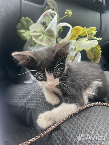 Милый маленький котенок