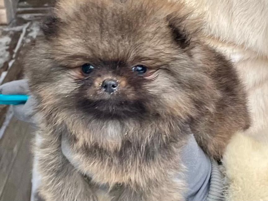 Шпиц мини девочка померашка