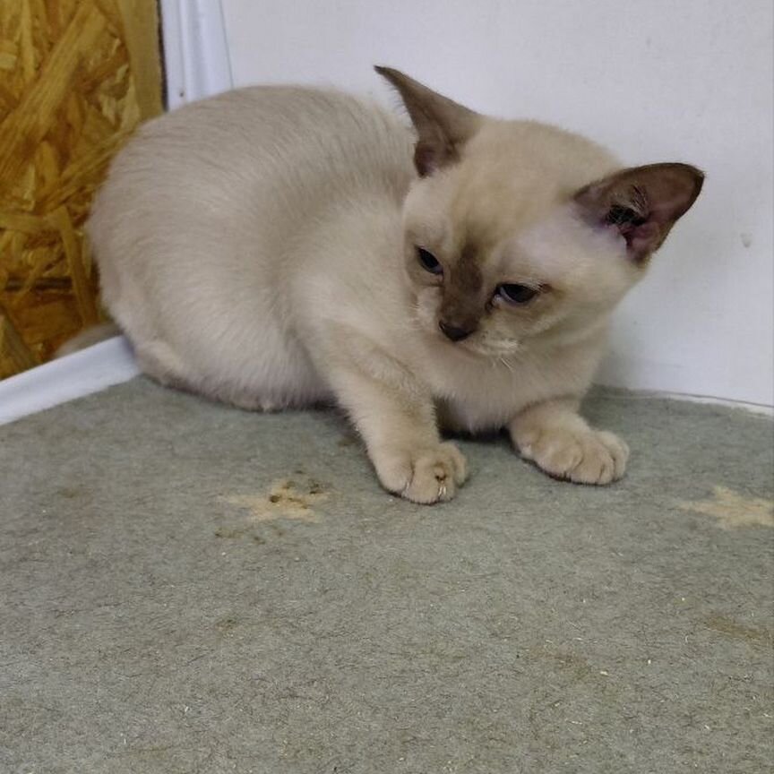 Европейский бурманский котёнок