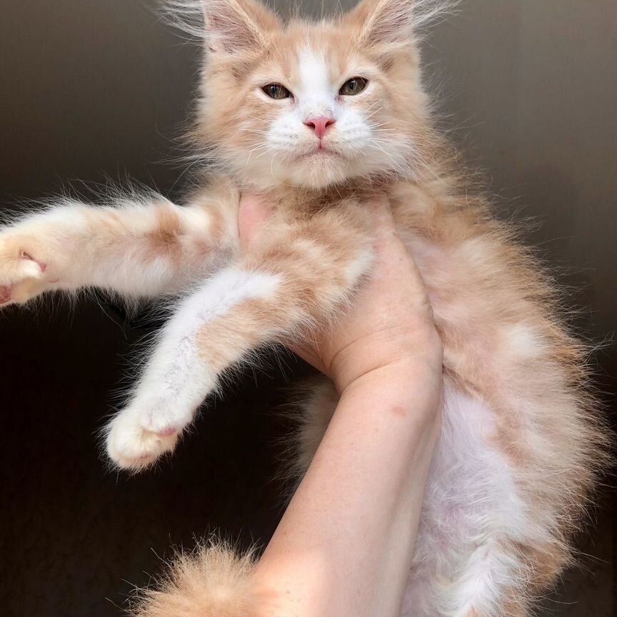 Котенок мейн кун