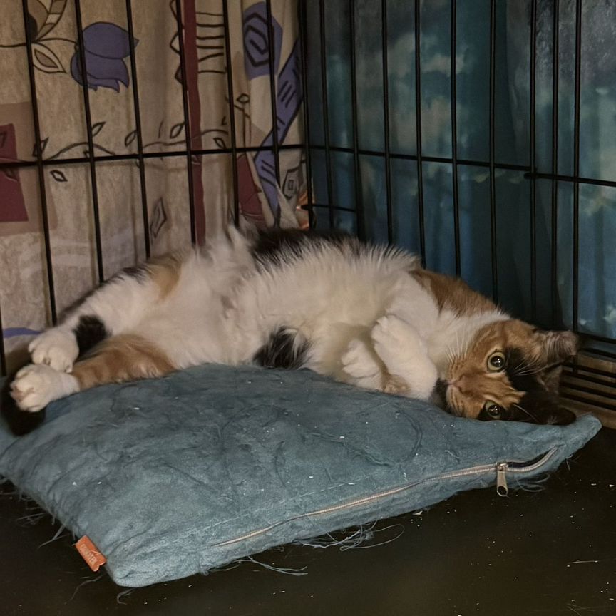 Взрослая кошка в добрые руки