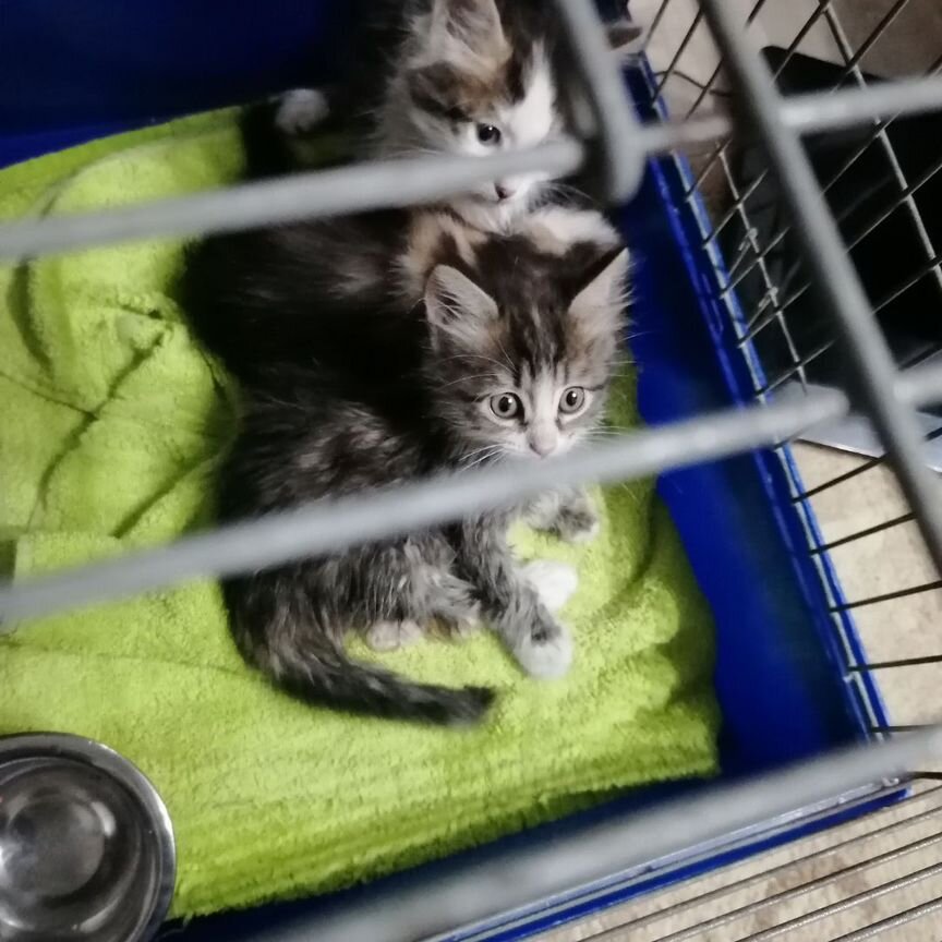 Кошечки в добрые руки