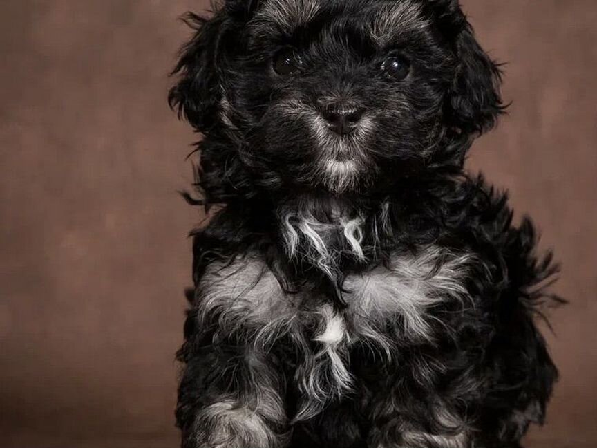 В добрые руки f1 мальтипу