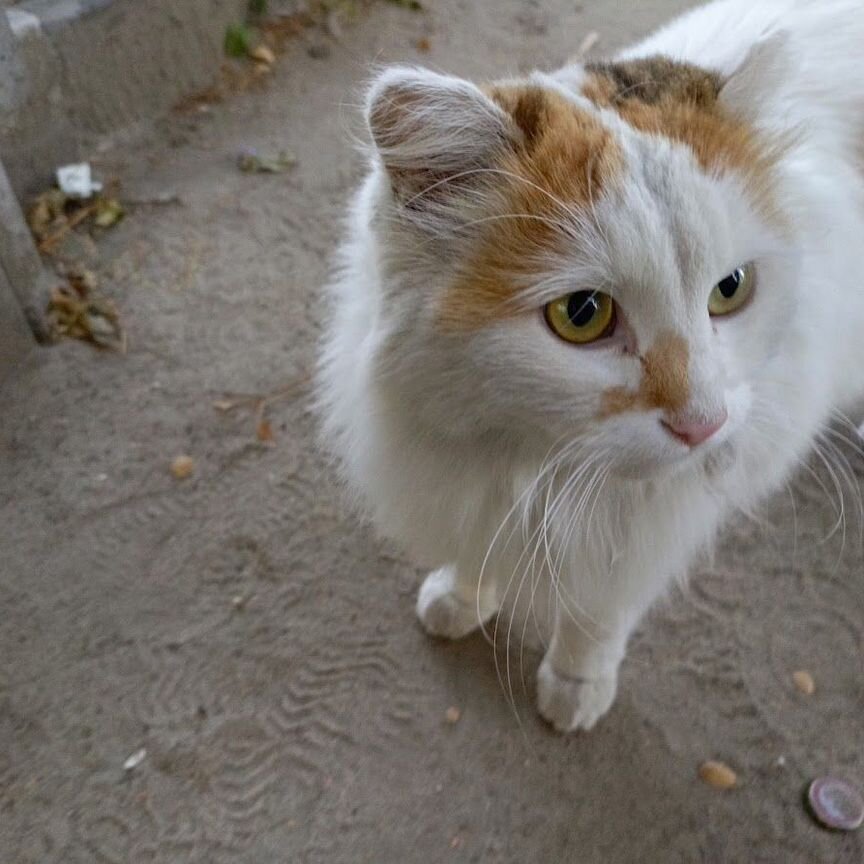 Может есть возможность спасти кота