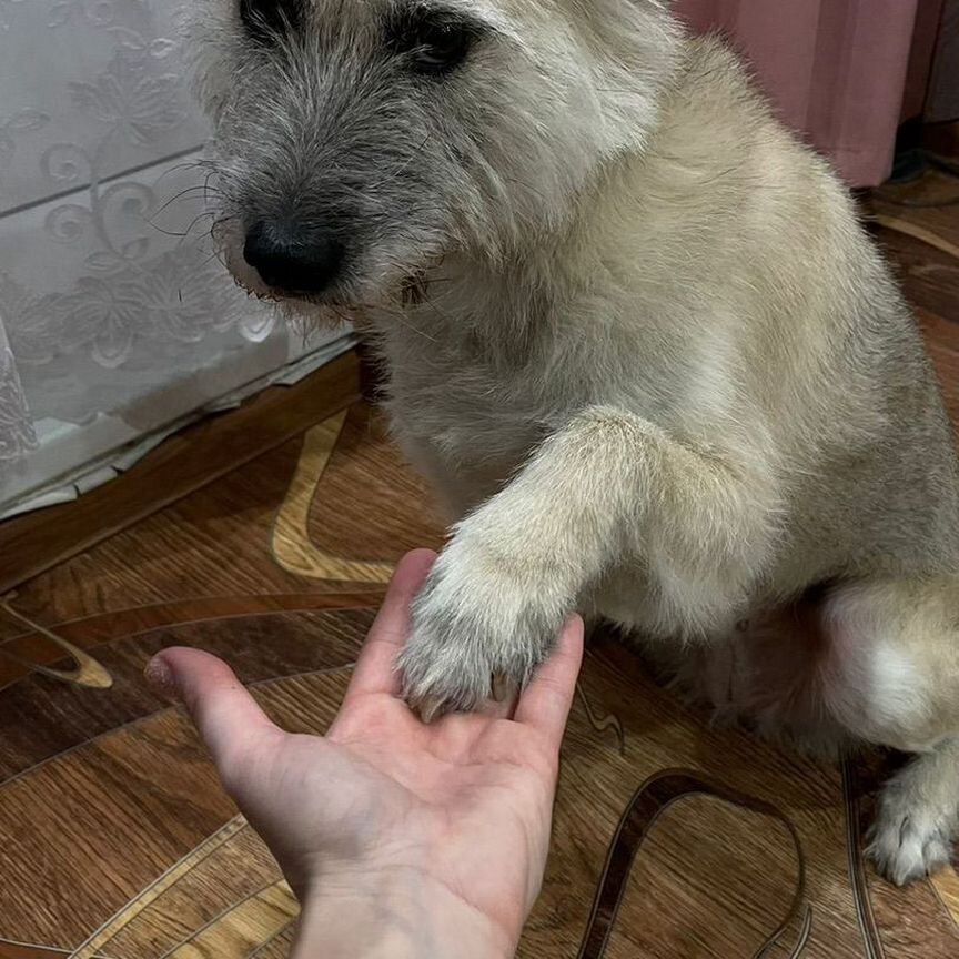 Собака в добрые руки