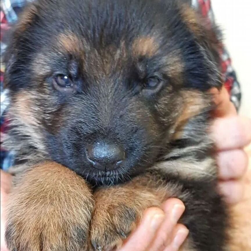 Щенки немецкой овчарки