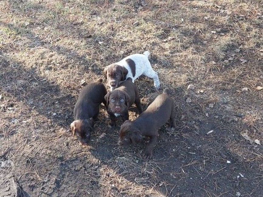 Щенки дратхара продажа