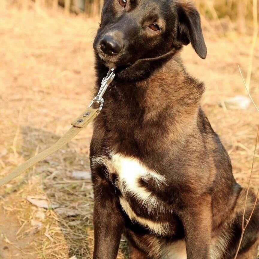 Собака в добрые руки