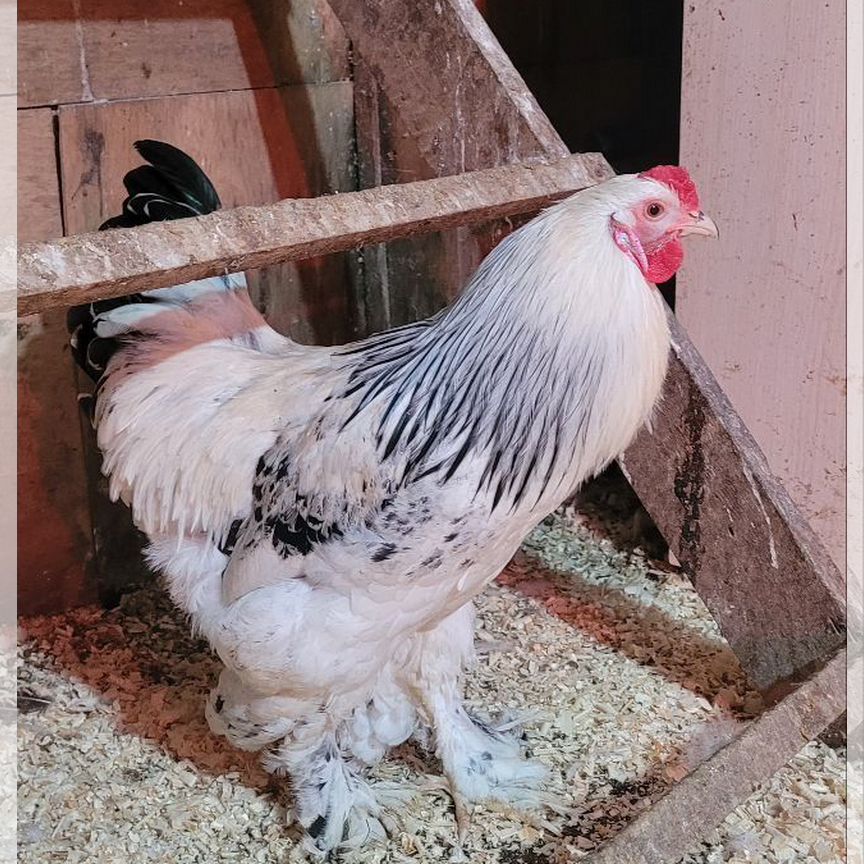 Петух брама