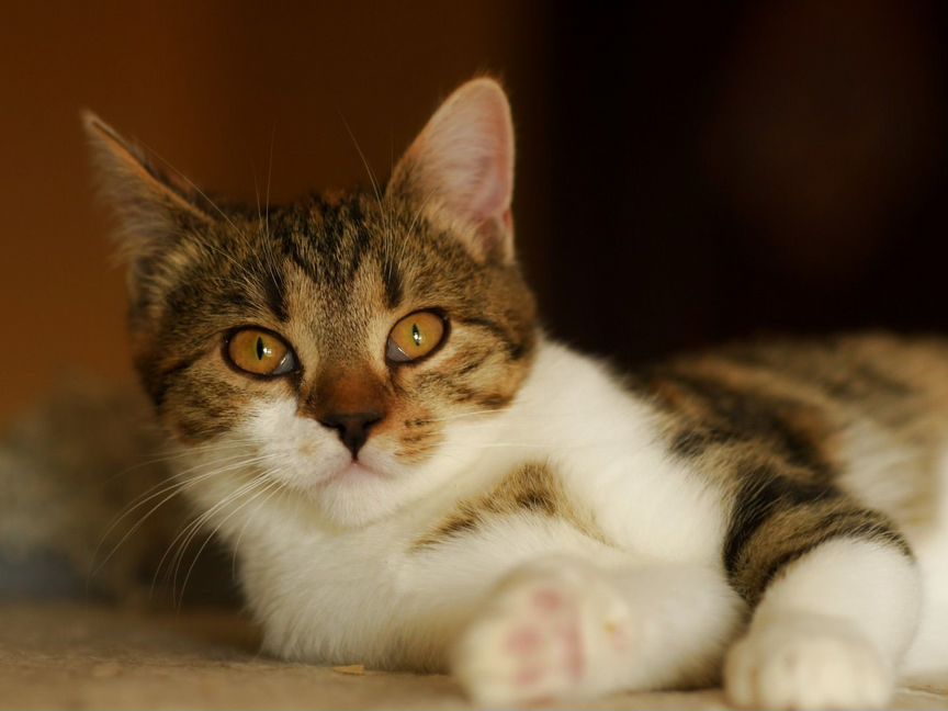 Котенок Рыся в добрые руки